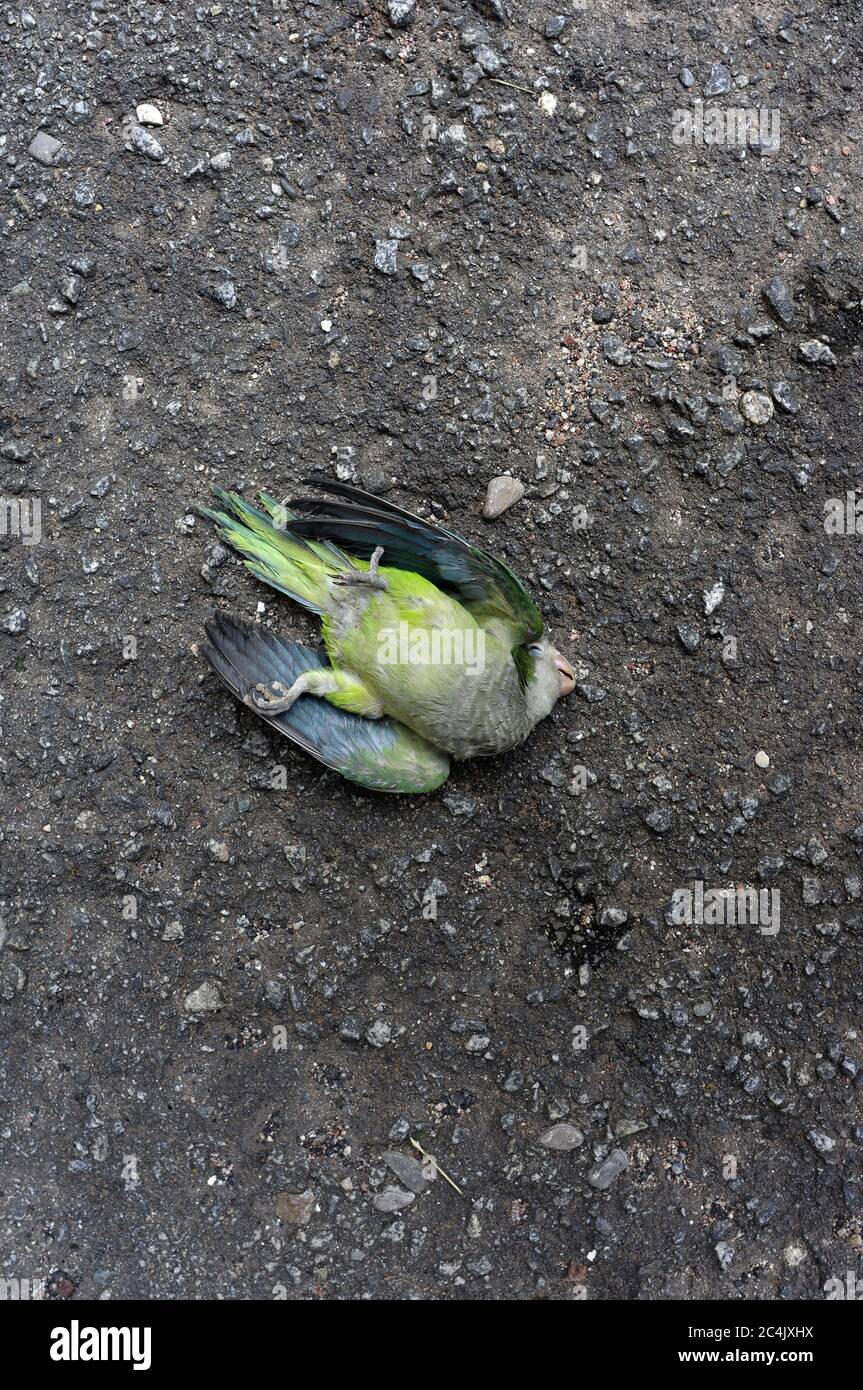 Dead parrot hi-res stock photography and images - Alamy