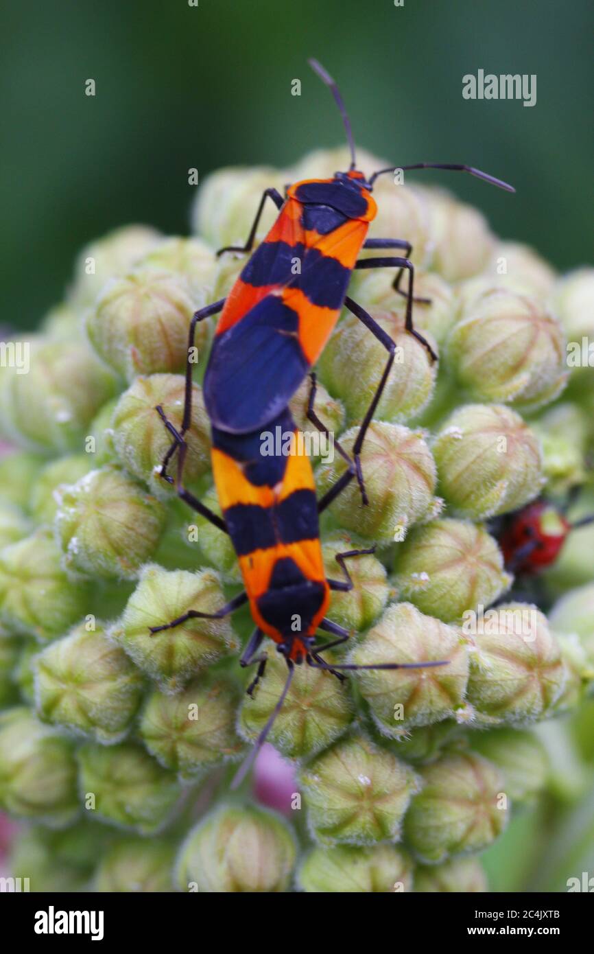 Milkweed Insects on Milkweed Stock Photo - Alamy