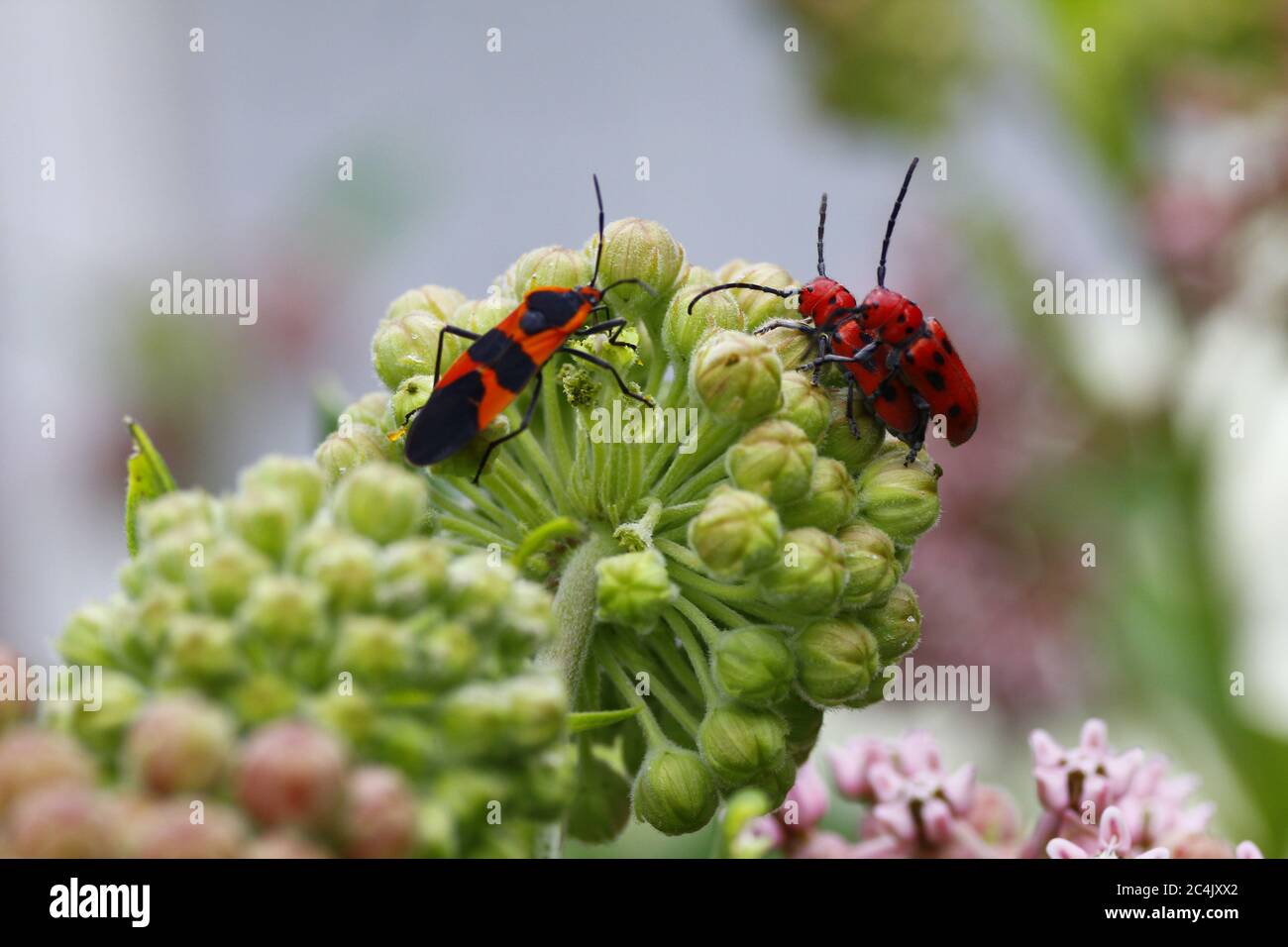Milkweed Insects on Milkweed Stock Photo - Alamy
