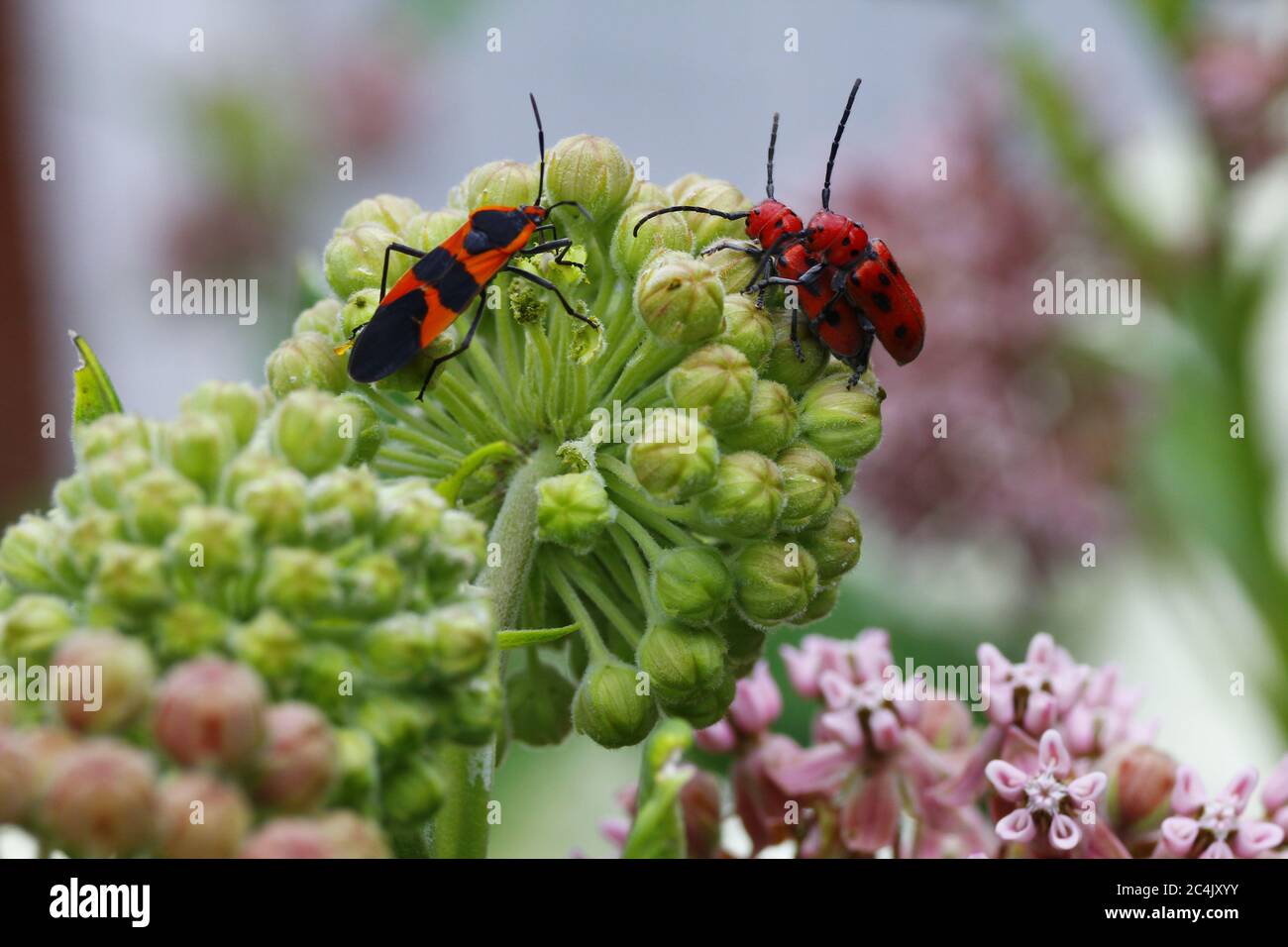 Milkweed Insects on Milkweed Stock Photo - Alamy