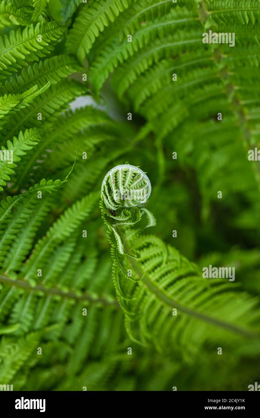 Ladder tree forest rainforest hi-res stock photography and images - Alamy