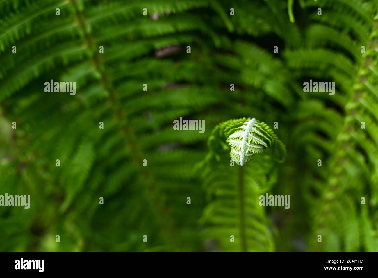 Perfect fern leaf design hi-res stock photography and images - Alamy