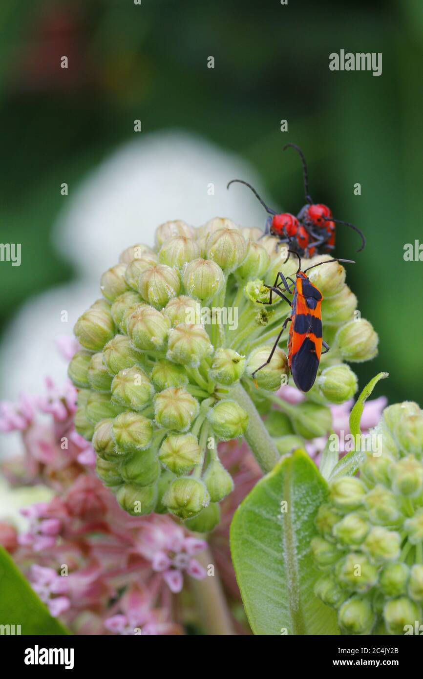 Milkweed Insects on Milkweed Stock Photo - Alamy