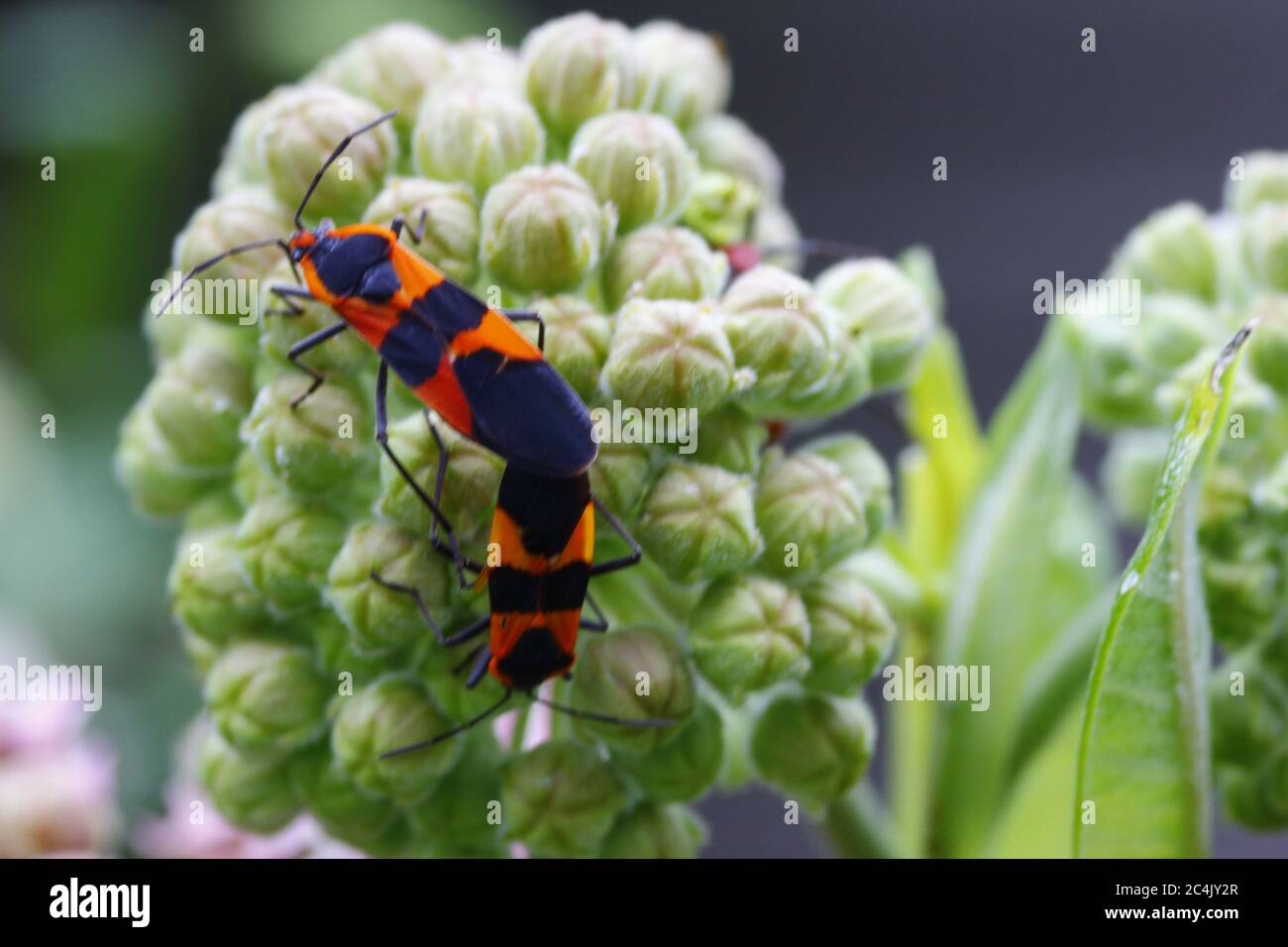 Milkweed Insects on Milkweed Stock Photo - Alamy