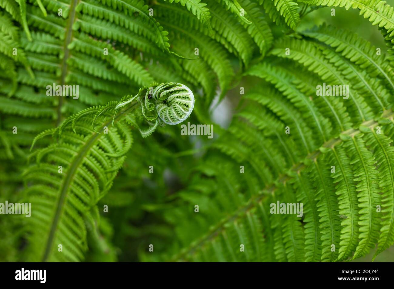 Fern carved leaf green plant hi-res stock photography and images - Alamy