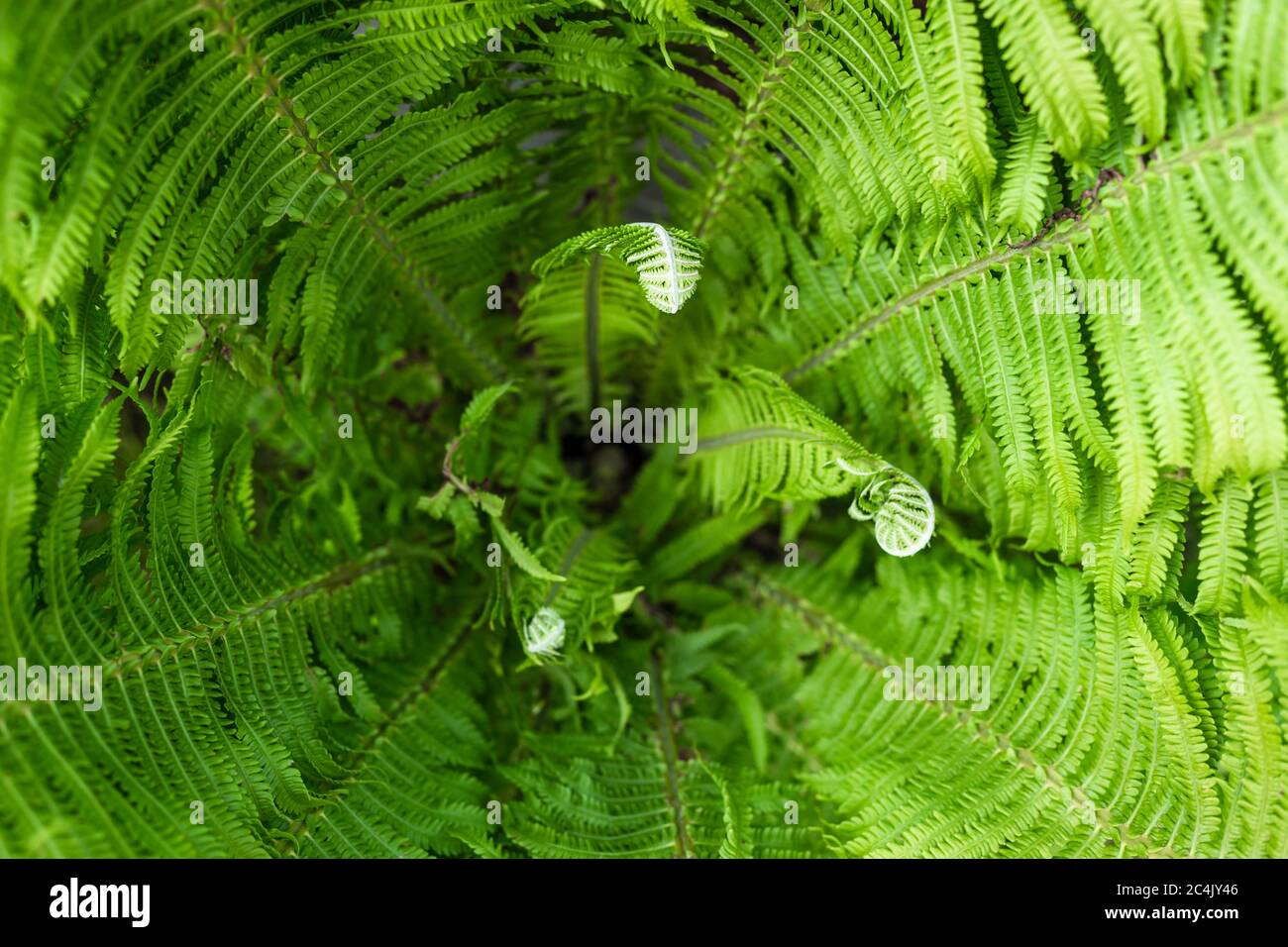 Greens garden ancient hi-res stock photography and images - Alamy