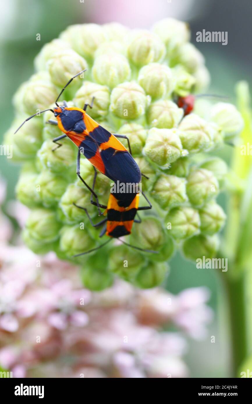 Milkweed Insects on Milkweed Stock Photo - Alamy