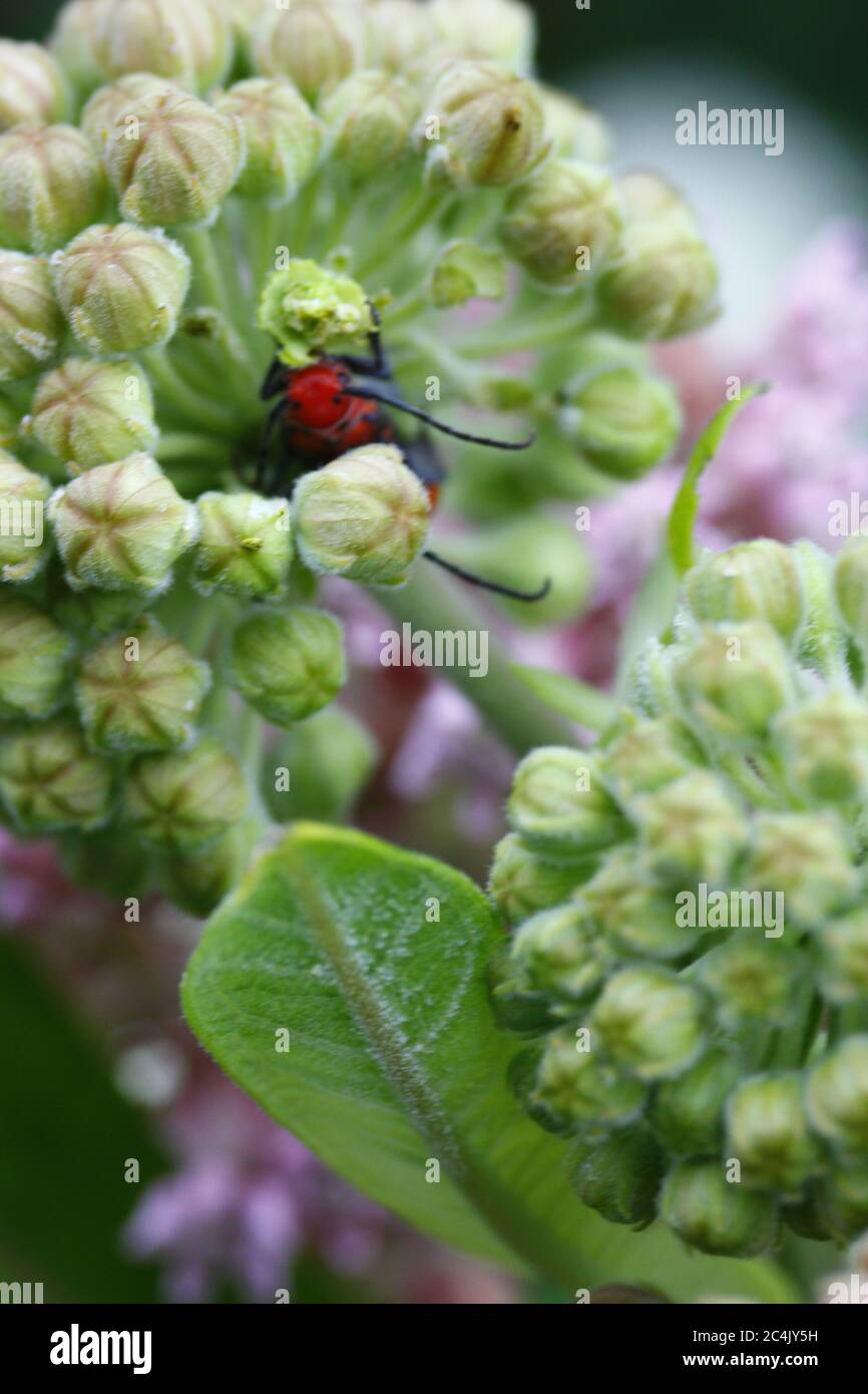 Milkweed Insects on Milkweed Stock Photo - Alamy