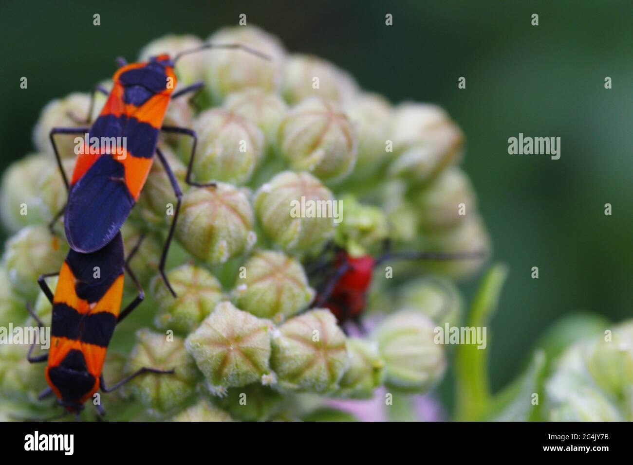 Milkweed Insects on Milkweed Stock Photo - Alamy