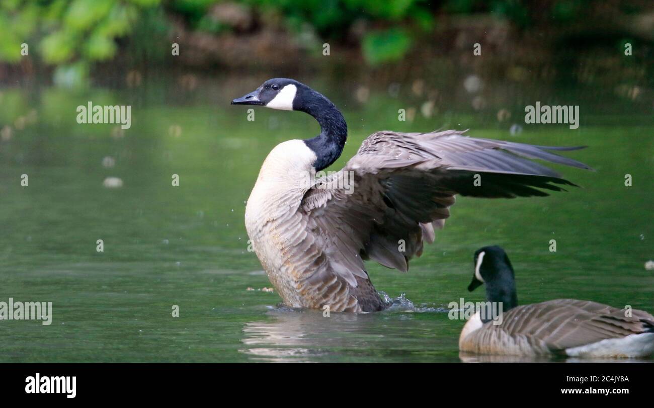 Goose take off hi-res stock photography and images - Alamy