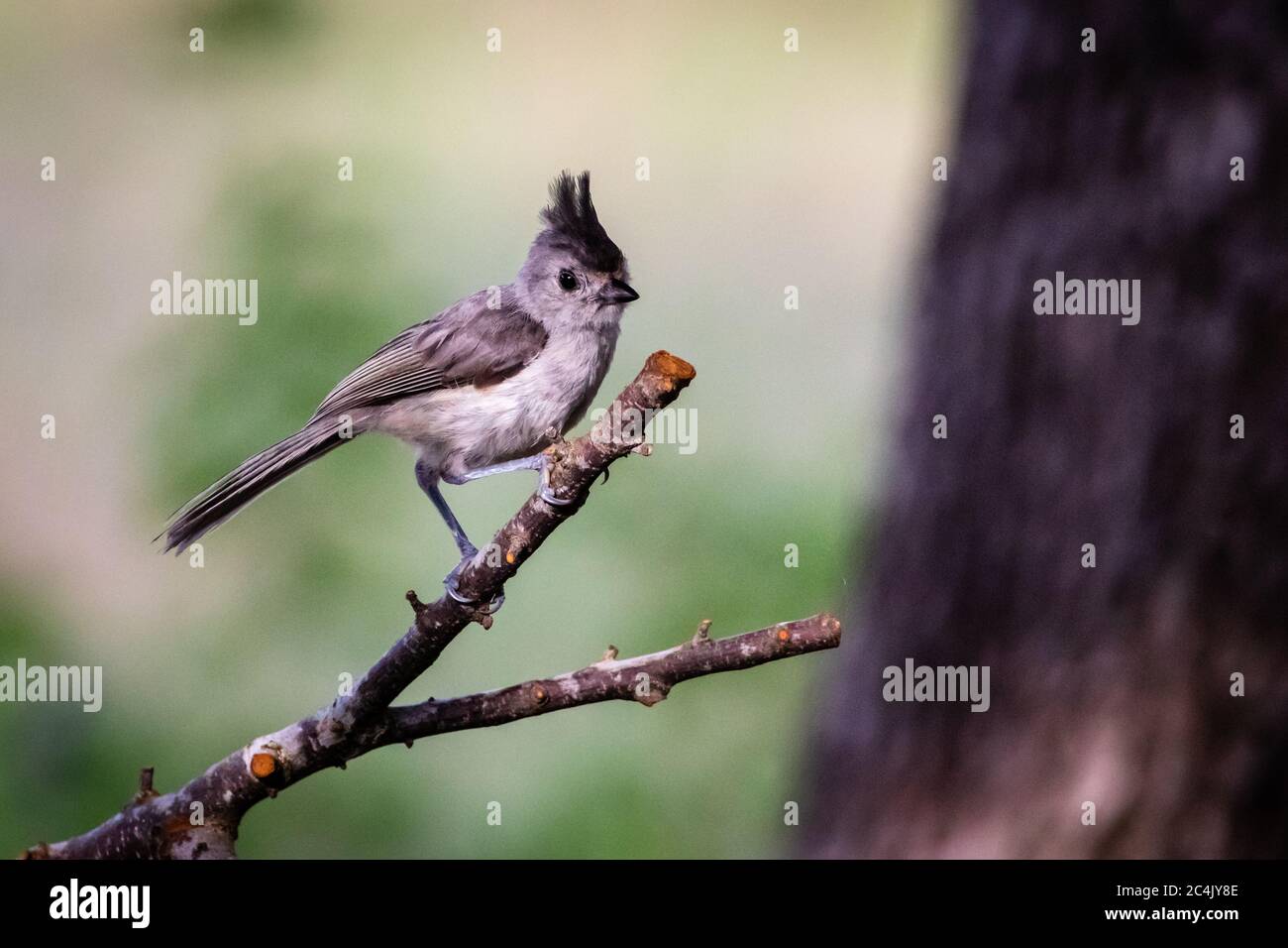 Black Crested Titmouse High Resolution Stock Photography and Images - Alamy