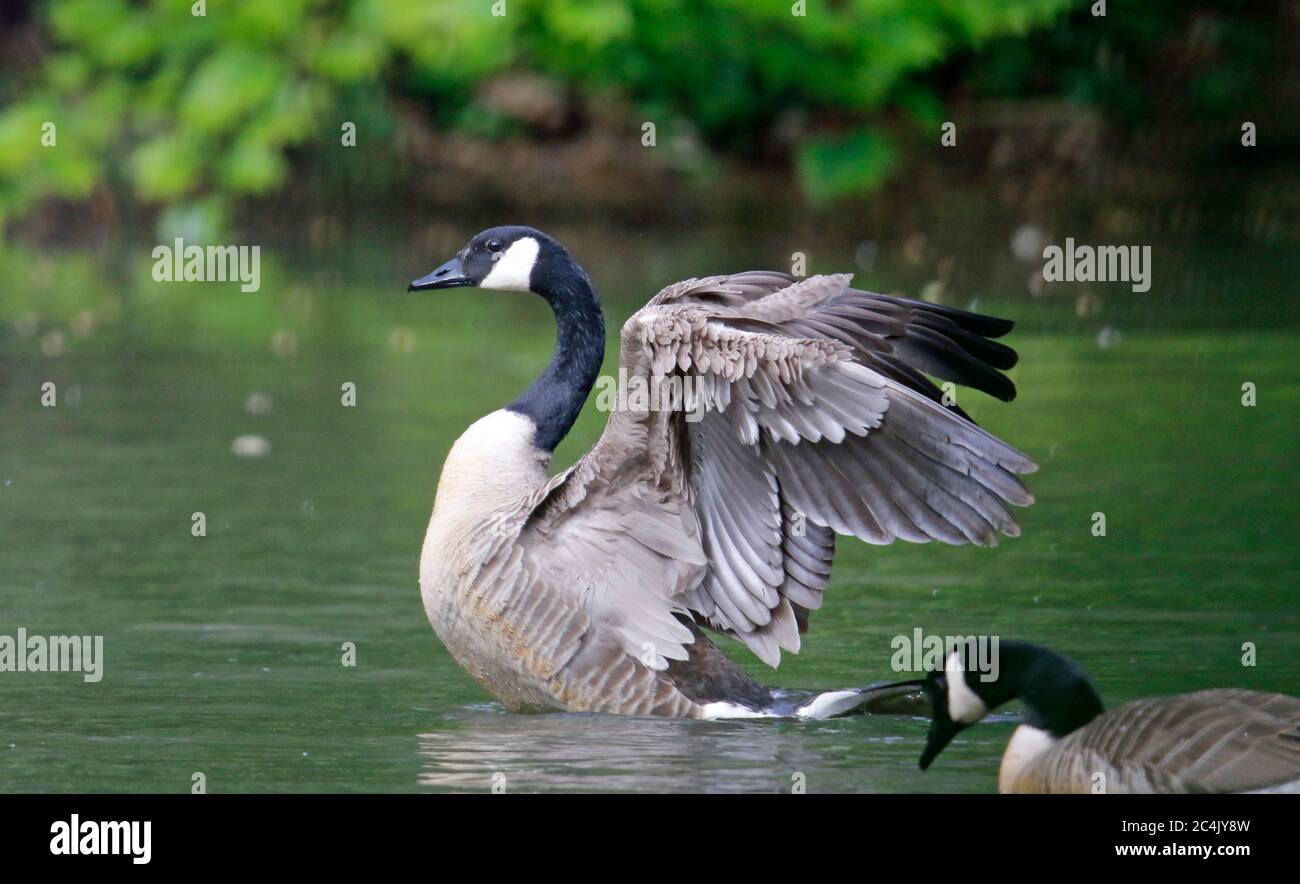 Goose take off hi-res stock photography and images - Alamy