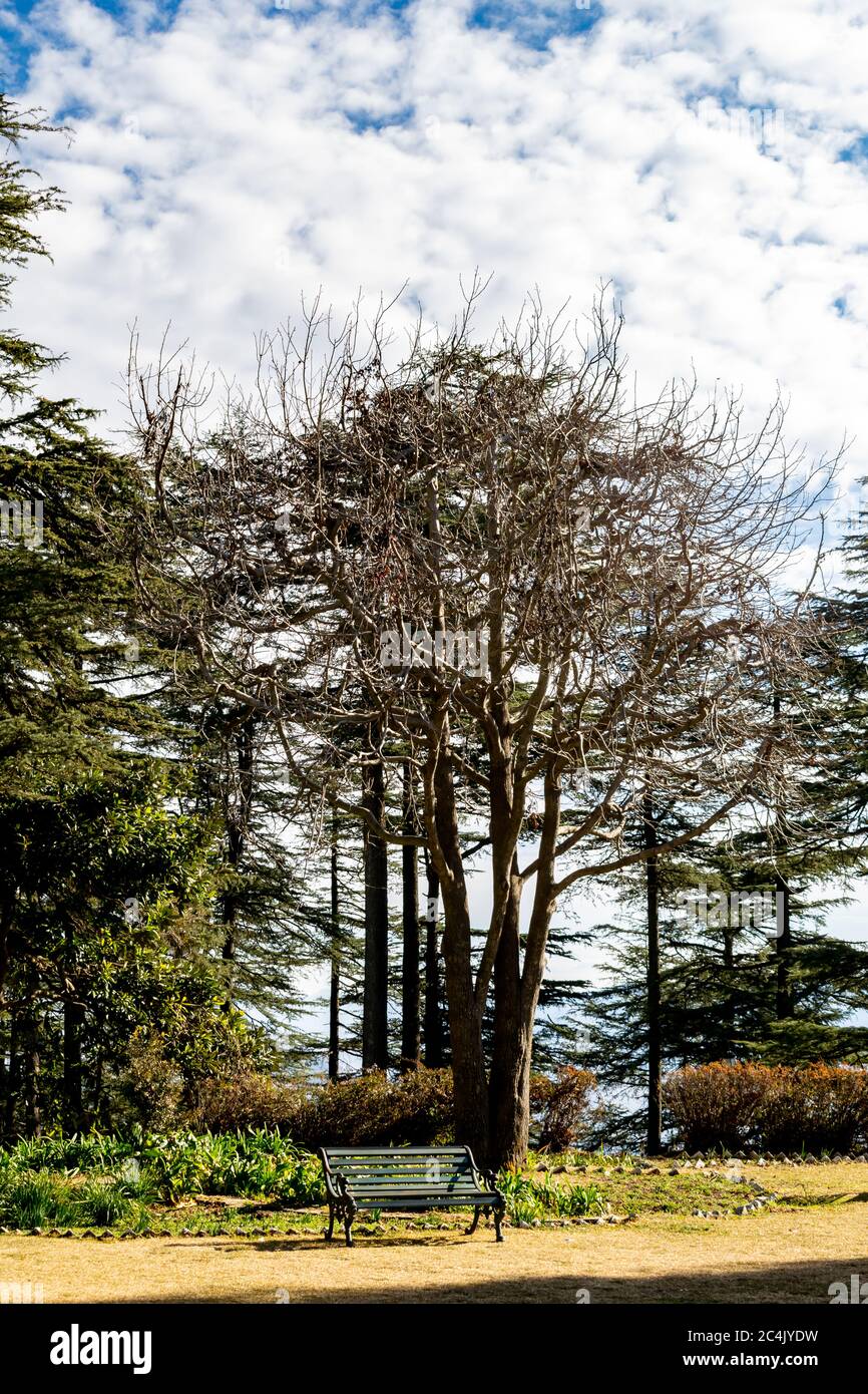 Chail Palace/The Palace Hotel Chail, Himachal Pradesh, India; 30 Dec ...