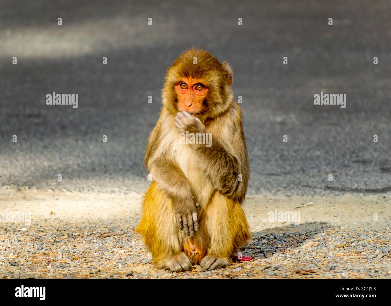 Himachal pradesh food hi-res stock photography and images - Alamy