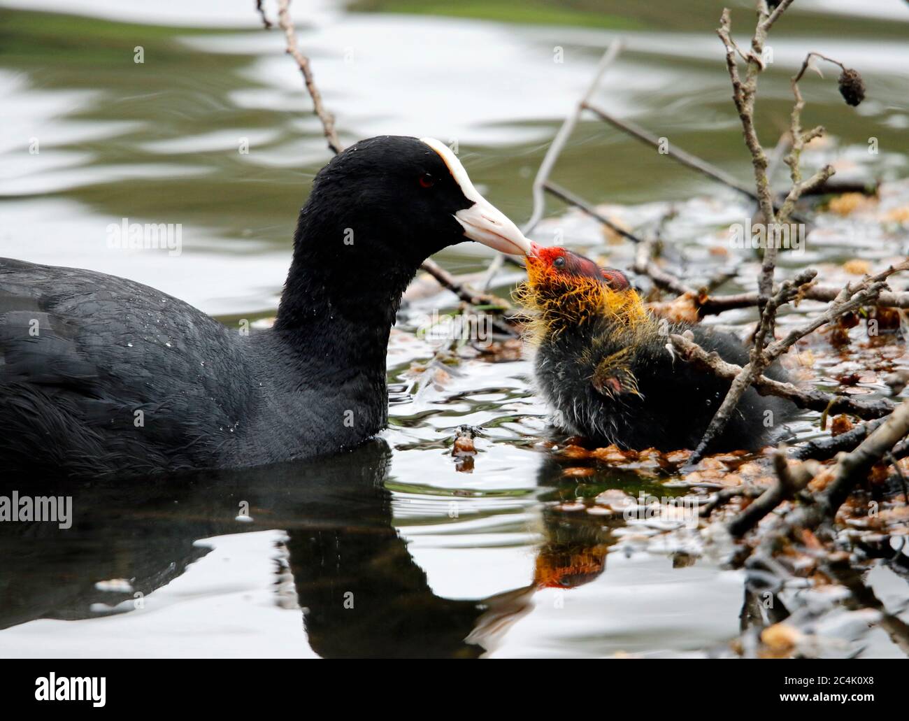 Coots chicks hi-res stock photography and images - Alamy