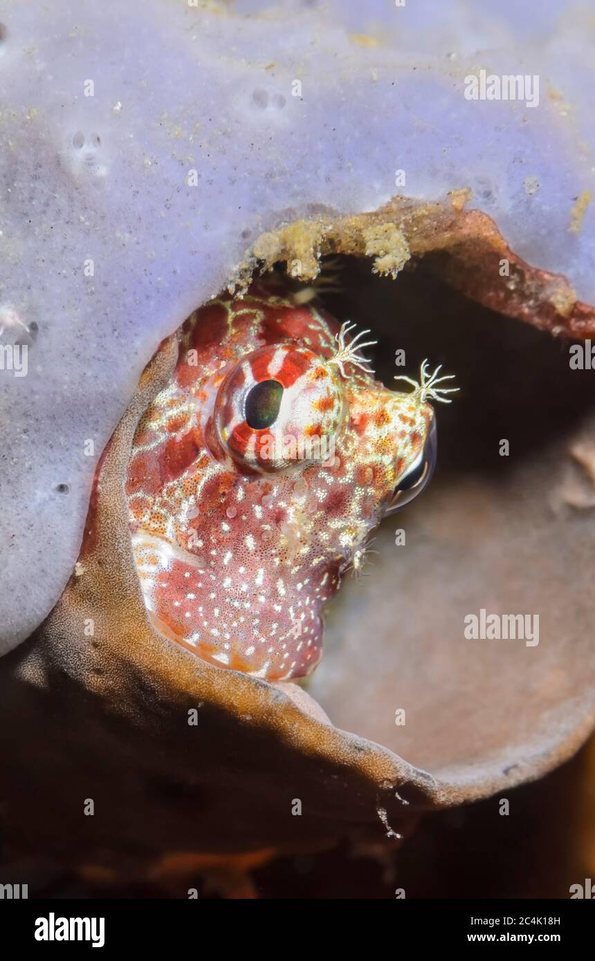 White-spotted blenny, Salarias alboguttatus, Lembeh Strait, North ...