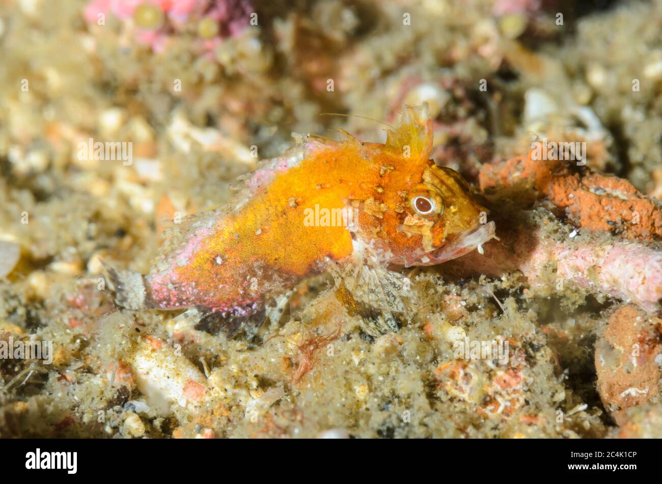 Wasp spine velvetfish hi-res stock photography and images - Alamy