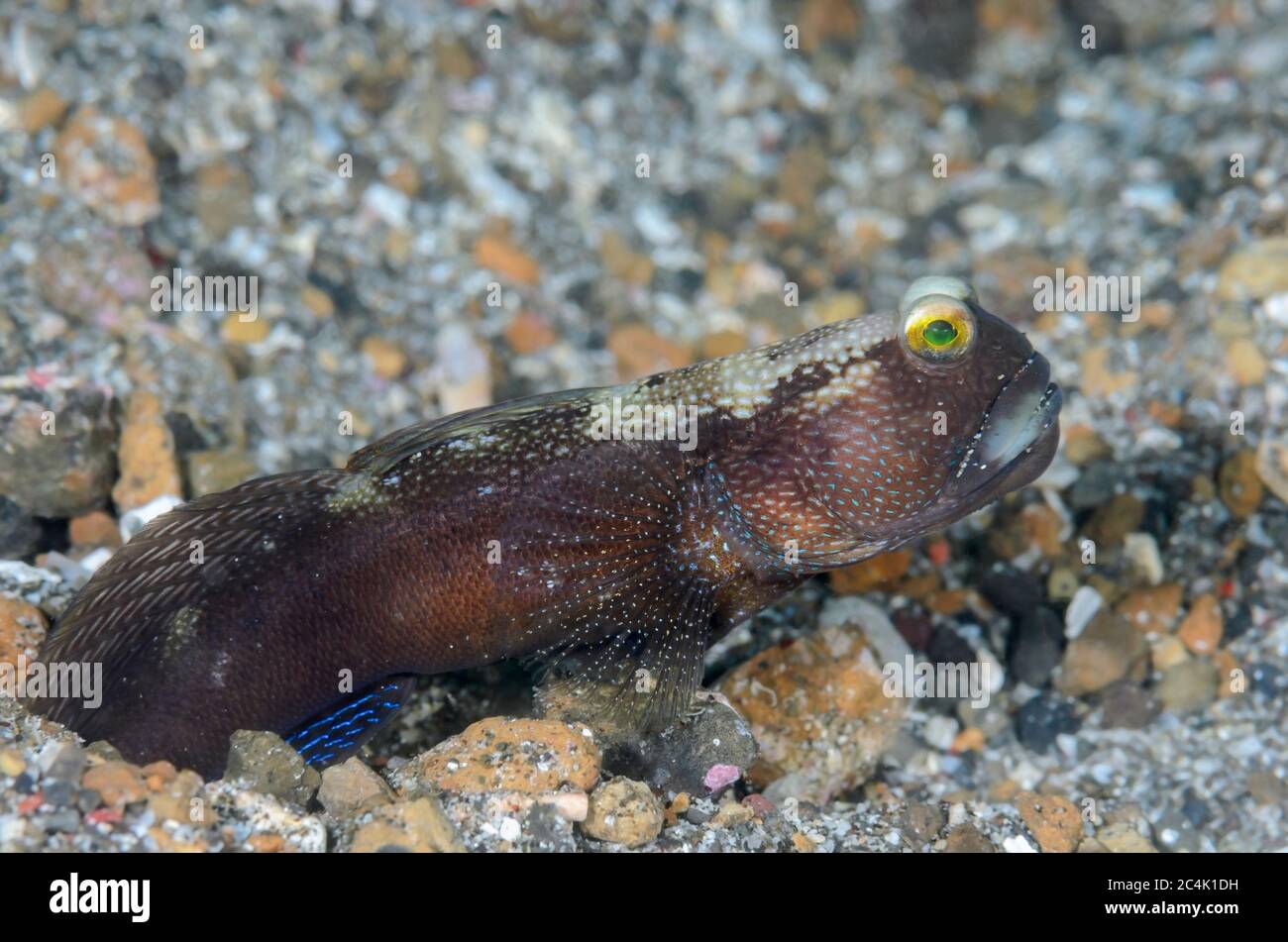 Barred prawn goby cryptocentrus fasciatus hi-res stock photography and ...
