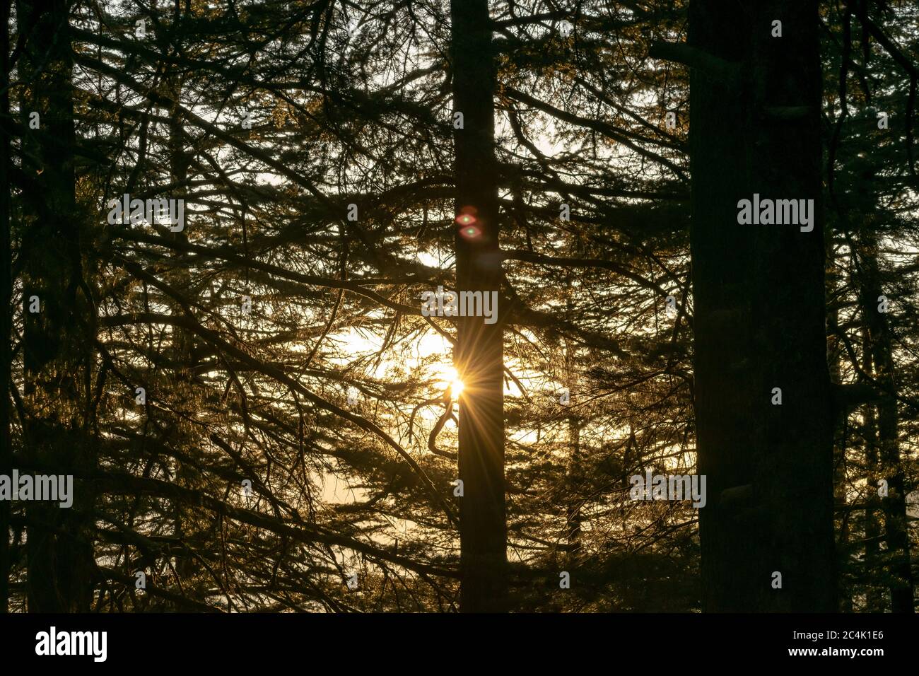 Rays of the morning sun piercing the woods, Chail, Himachal Pradesh ...