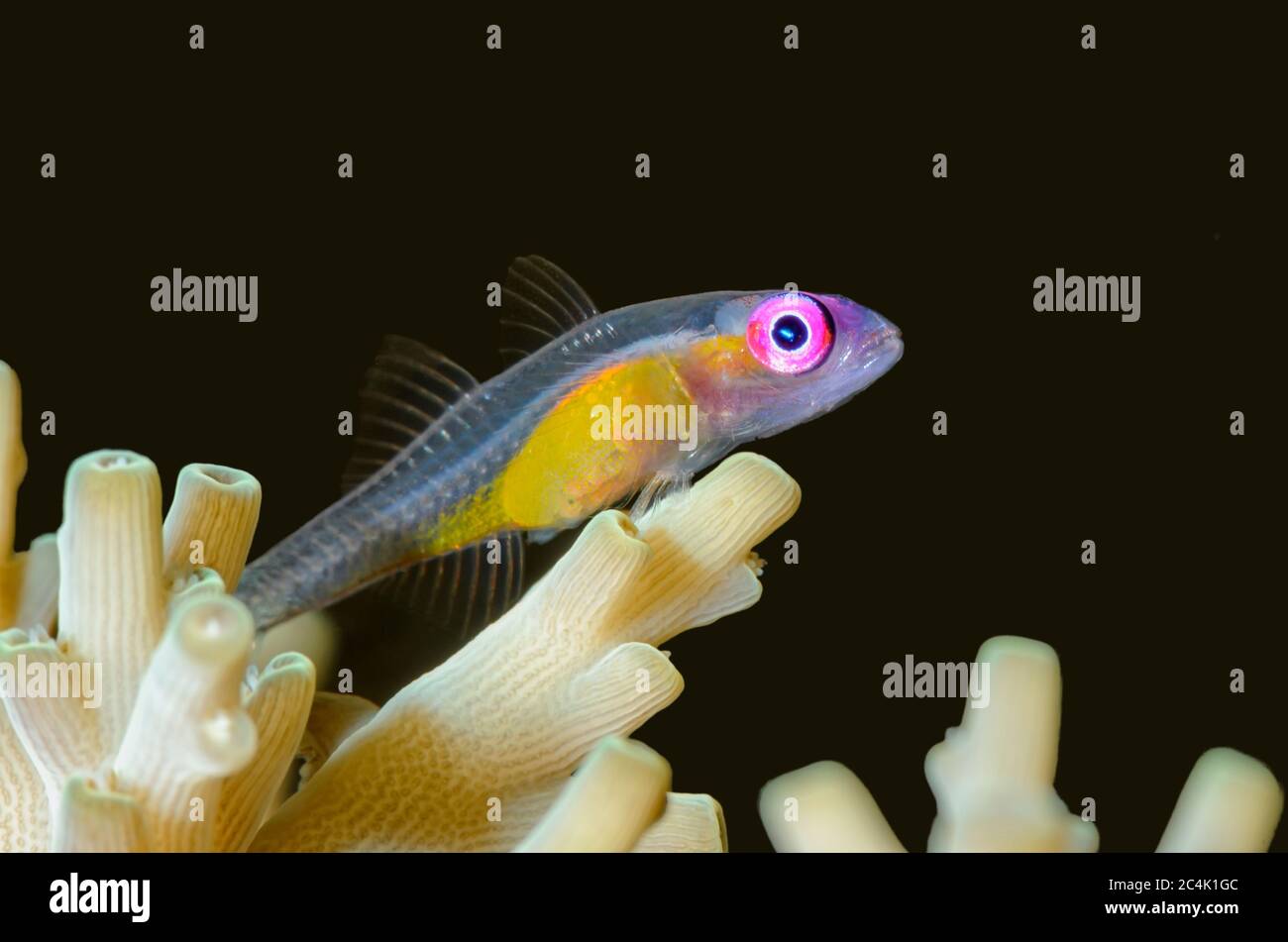 Pink eyed goby, Bryaninops natans, Lembeh Strait, North Sulawesi ...