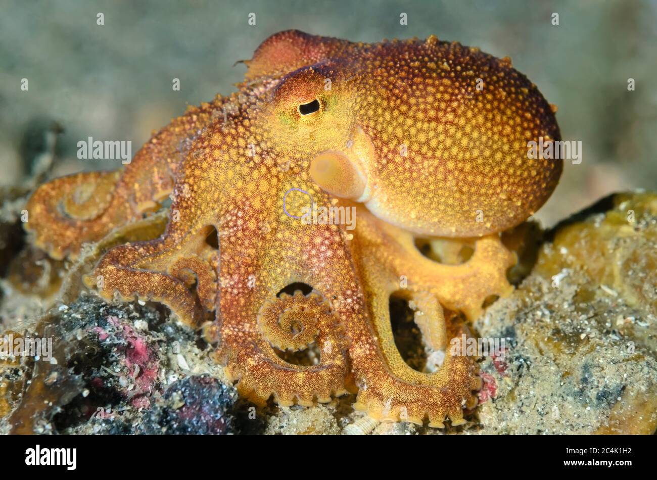 Poison ocellate octopus or Mototi octopus, Amphioctopus mototi, Lembeh ...