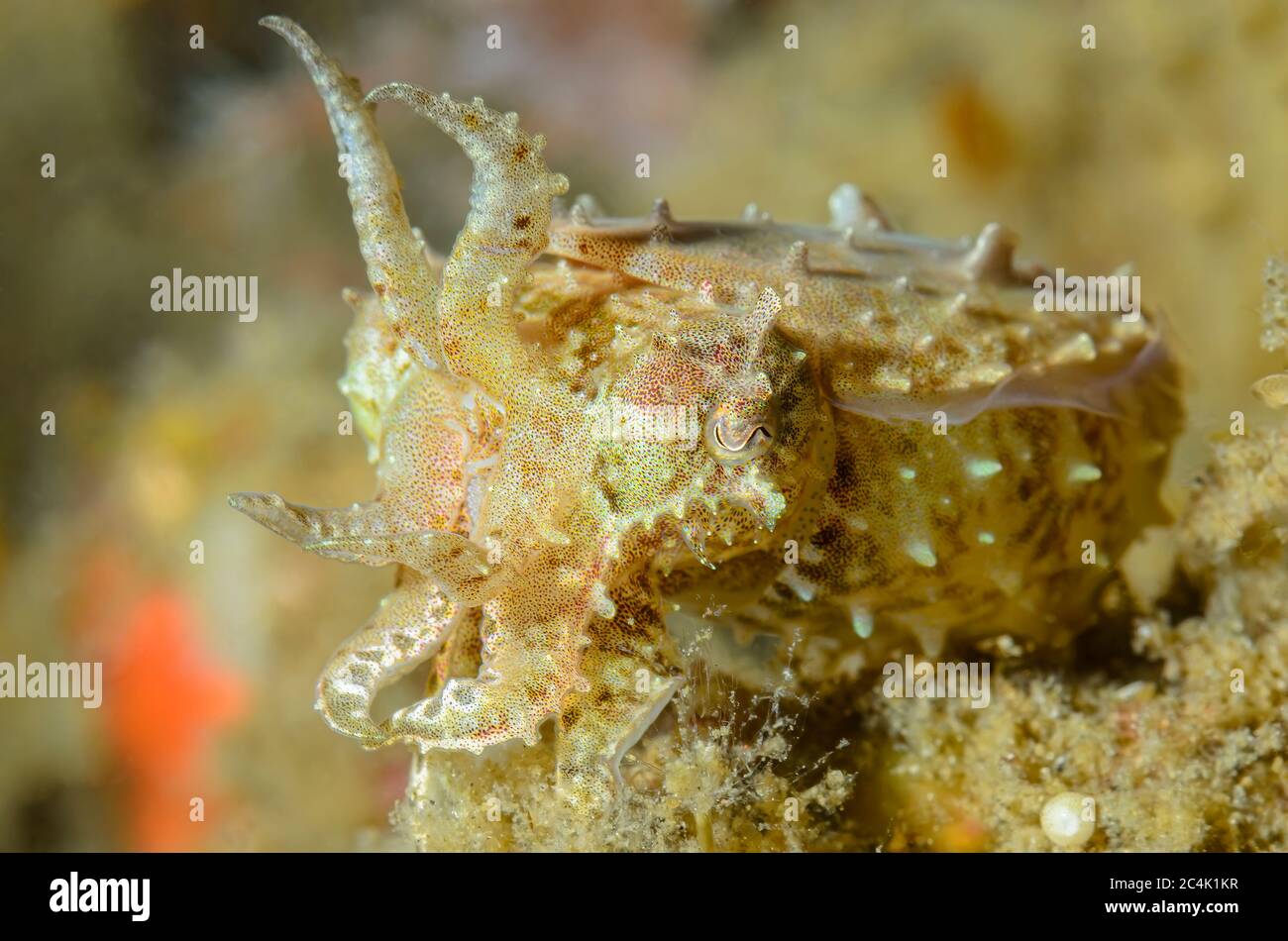 Reaper Cuttlefish High Resolution Stock Photography and Images - Alamy