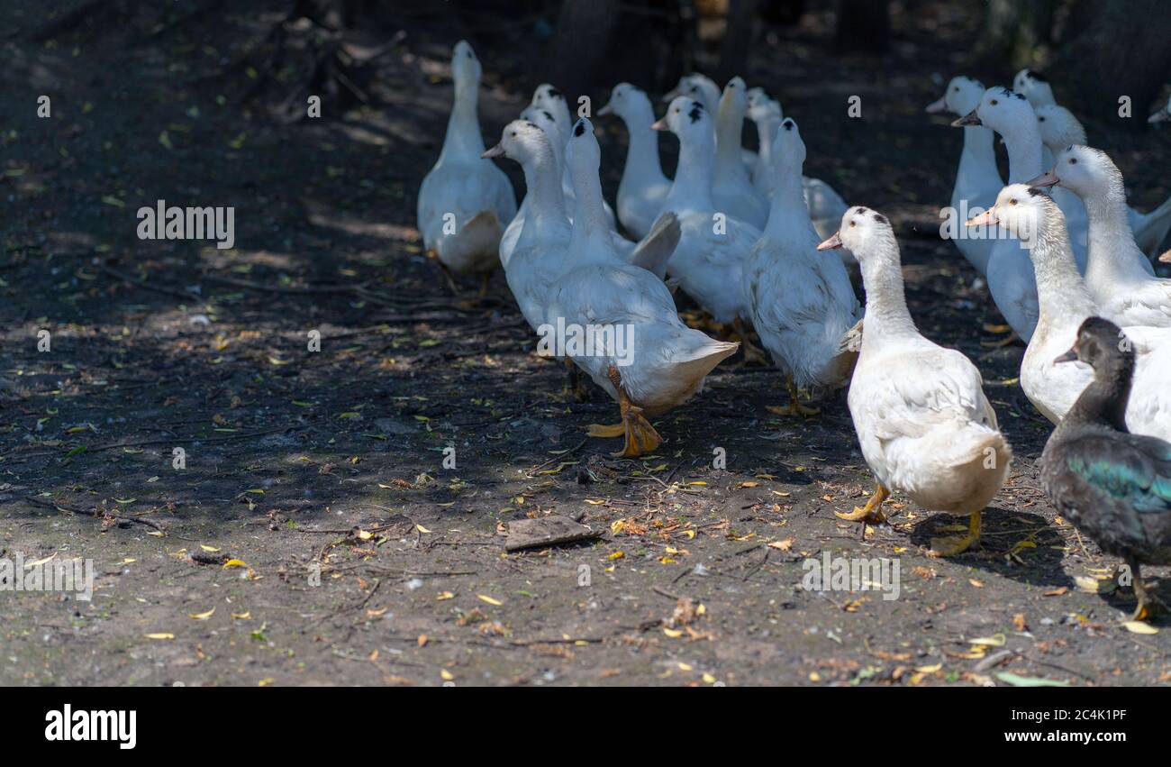 White ducks on the farm. Portrait of a white duck walking in a pen. A ...