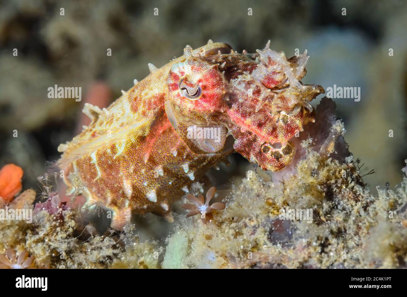 Reaper Cuttlefish High Resolution Stock Photography and Images - Alamy