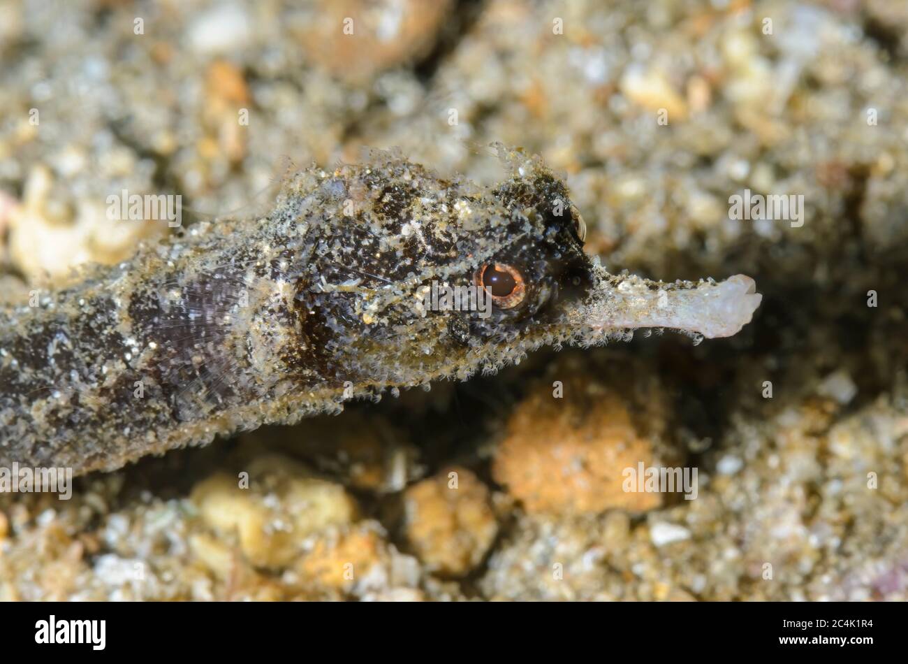 Gray's pipefish, Halicampus grayi, Lembeh Strait, North Sulawesi ...