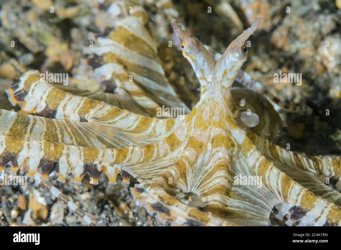 Wonderpus octopus, Wunderpus photogenicus, Lembeh Strait, North ...