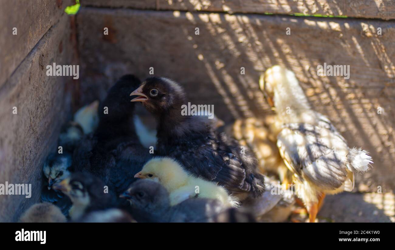 Group different farm animals hi-res stock photography and images - Alamy