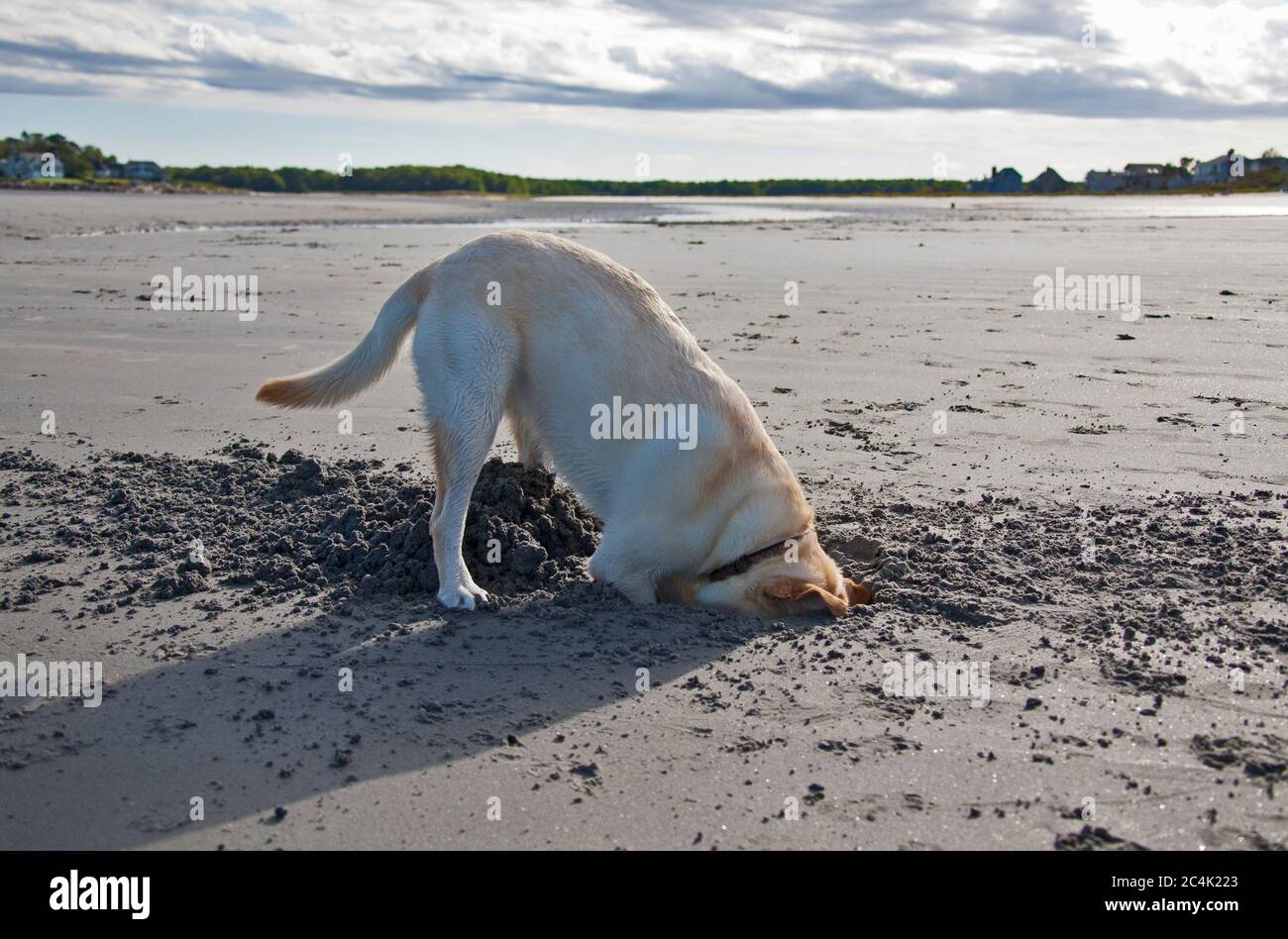 Yellow Lab digging a hole on a beach Stock Photo - Alamy