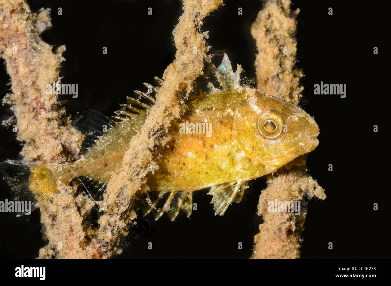 Canaliculatus siganus hi-res stock photography and images - Alamy