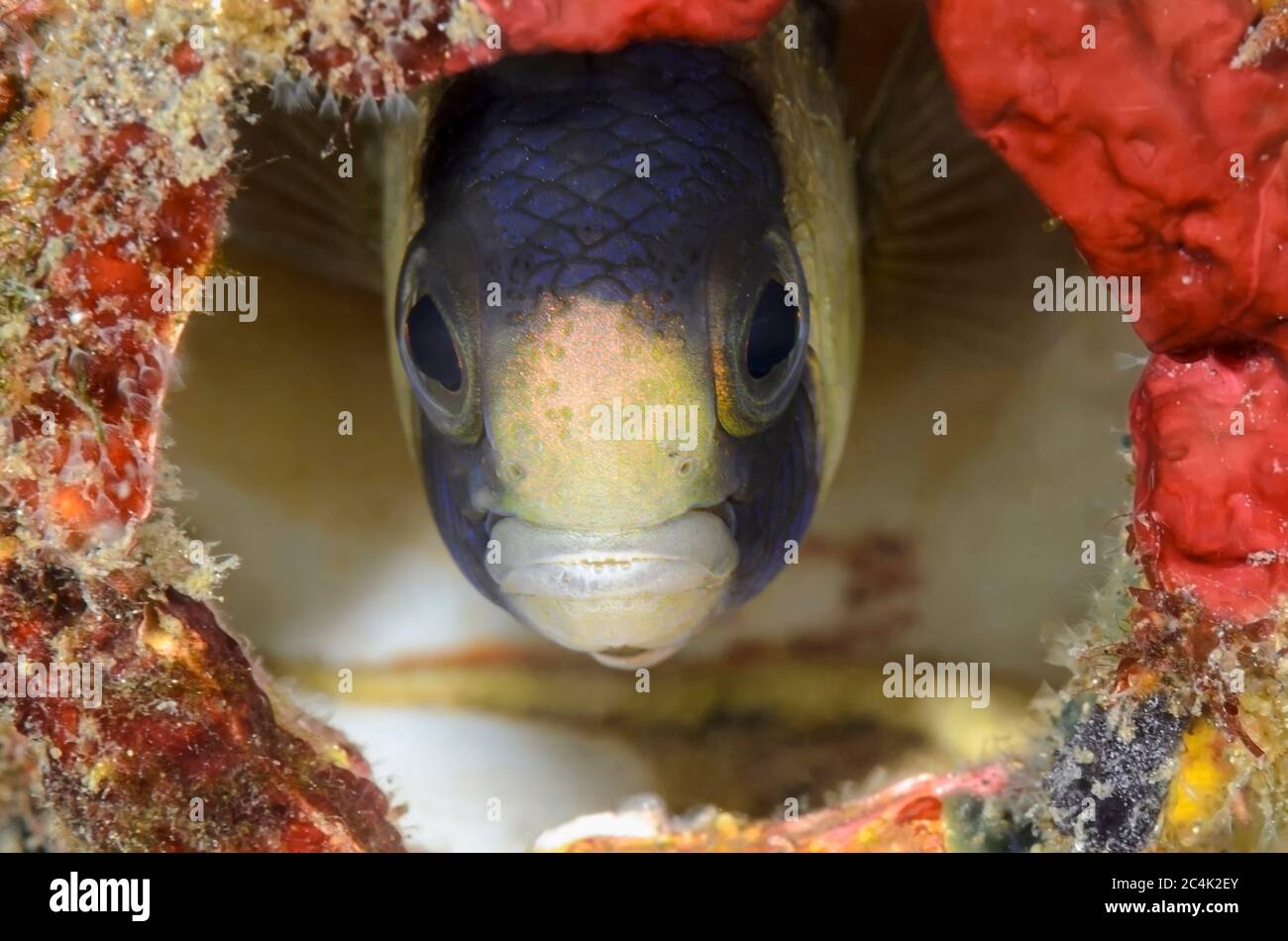 Black banded demoiselle, Amblypomacentrus breviceps, Lembeh Strait ...