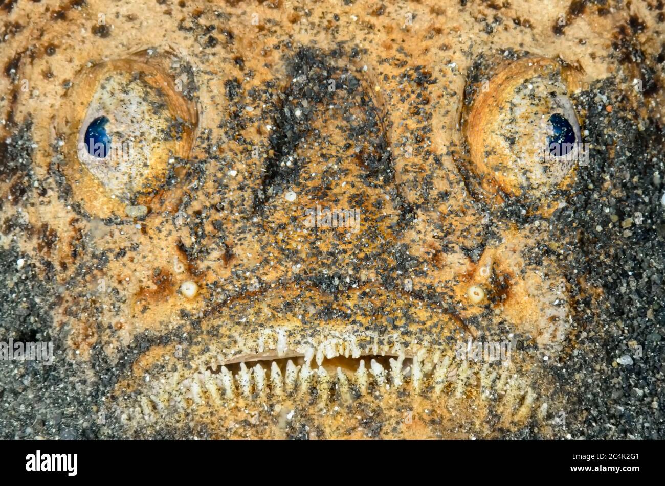 Reticulated stargazer, Uranoscopus sp., Lembeh Strait, North Sulawesi ...