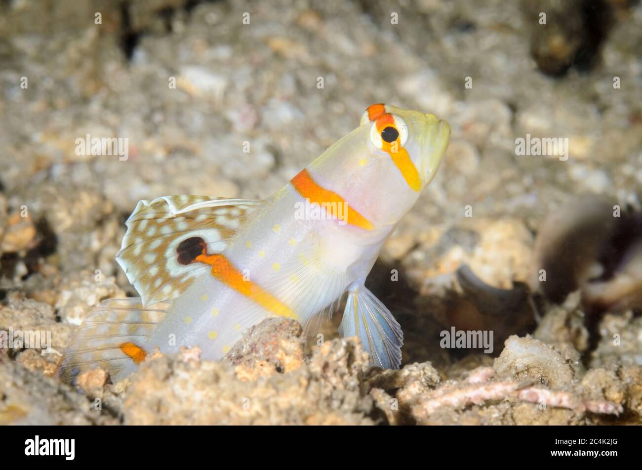 Randall's shrimp goby, Amblyelotris randalli, Lembeh Strait, North ...