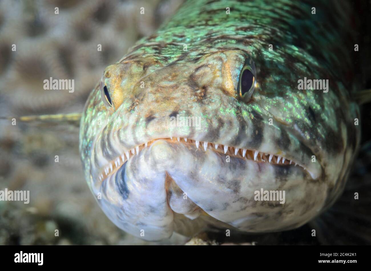 Twospot lizardfish, Synodus binotatus, Lembeh Strait, North Sulawesi ...