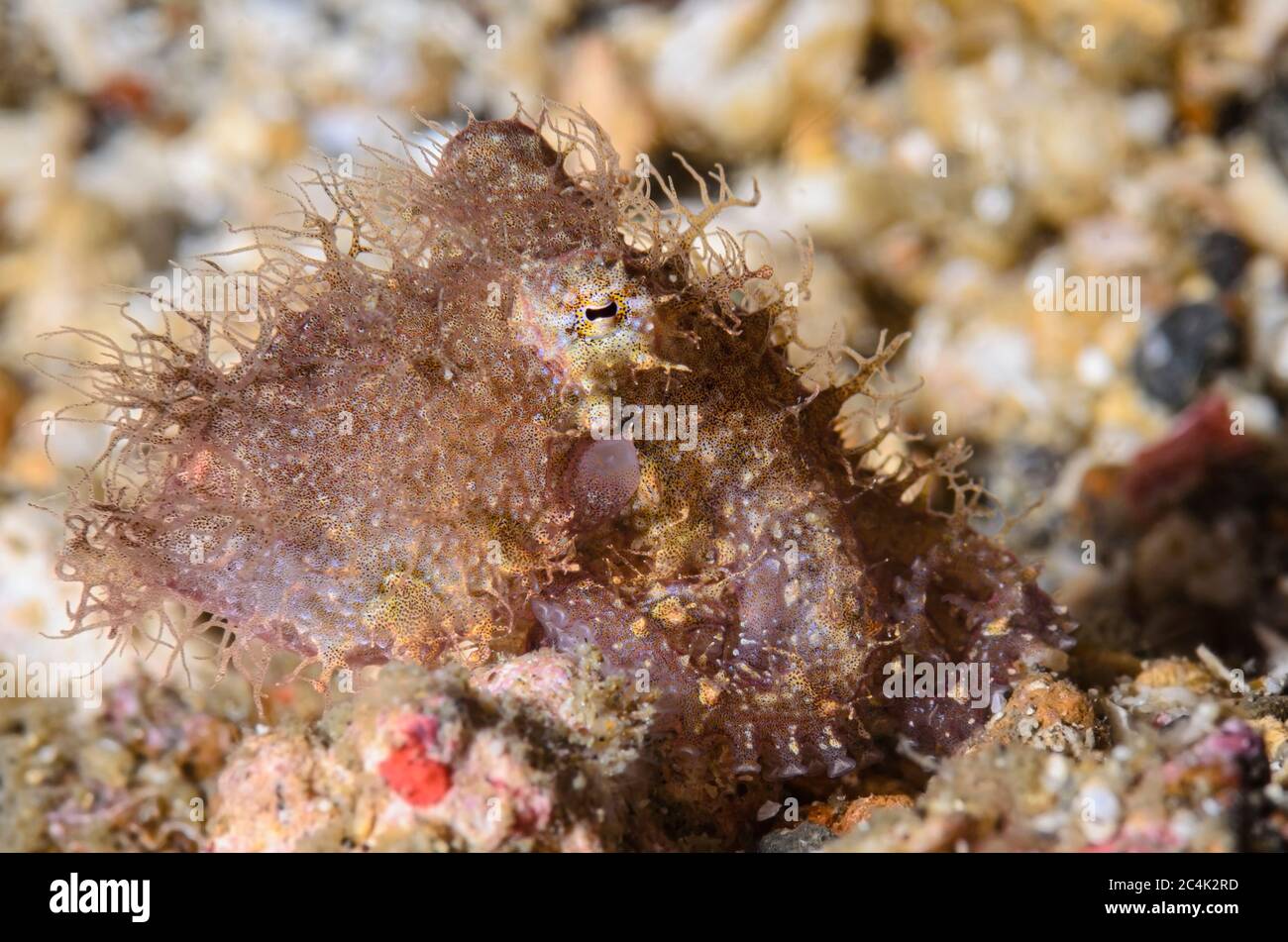 Hairy octopus, Octopus sp., Lembeh Strait, North Sulawesi, Indonesia, Pacific Stock Photo - Alamy