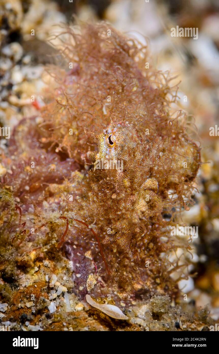 Hairy octopus hi-res stock photography and images - Alamy