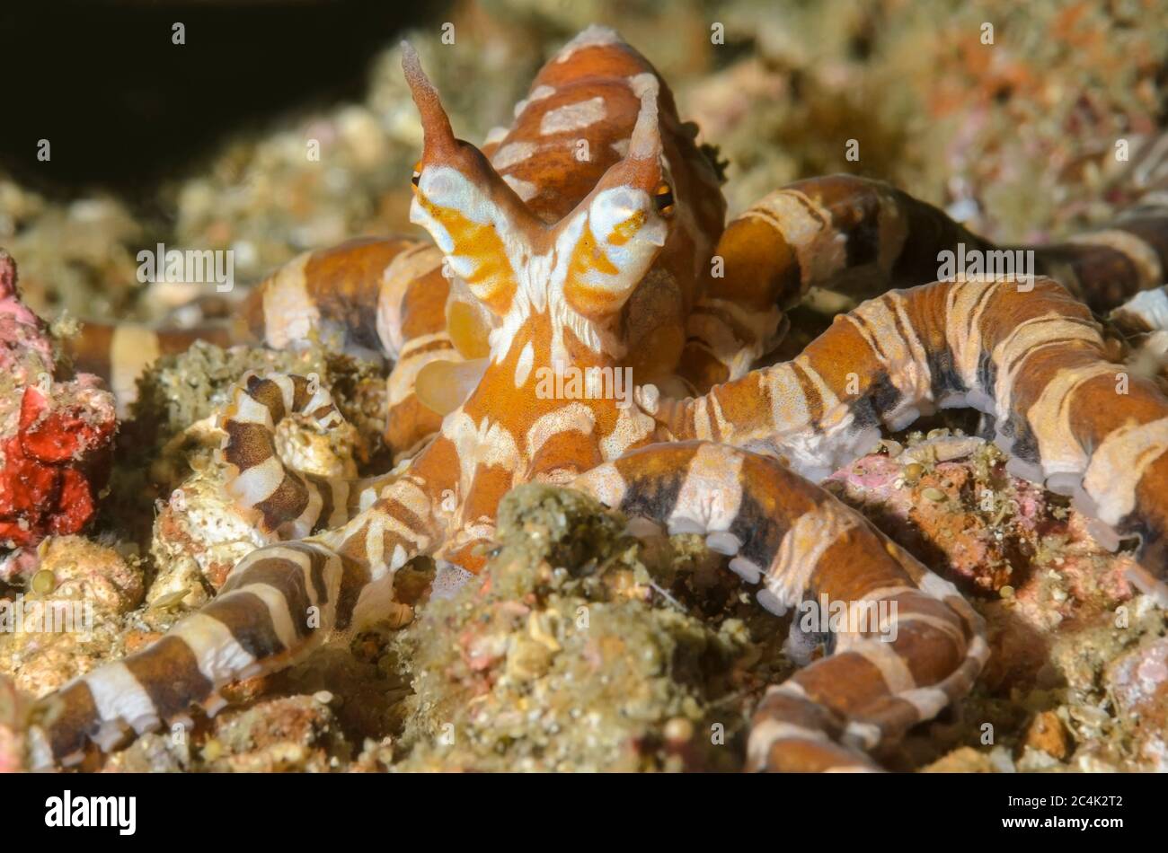 Wonderpus octopus, Wunderpus photogenicus, Lembeh Strait, North ...