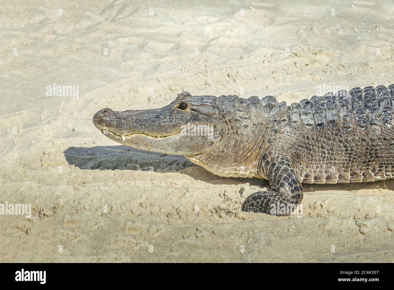 Sand alligator hi-res stock photography and images - Alamy