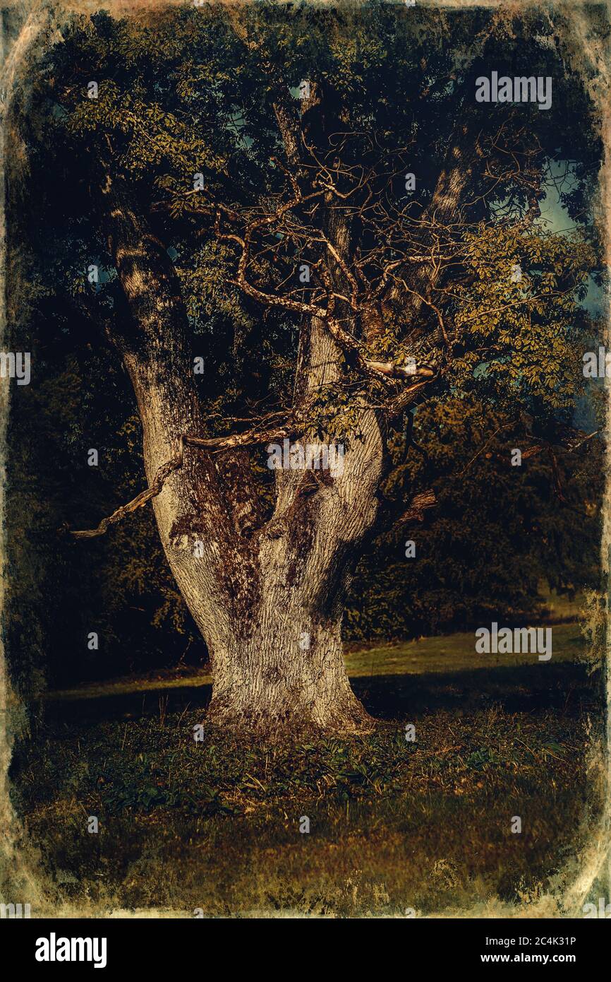 trunk of old tree, oak tree, old photo effect Stock Photo - Alamy