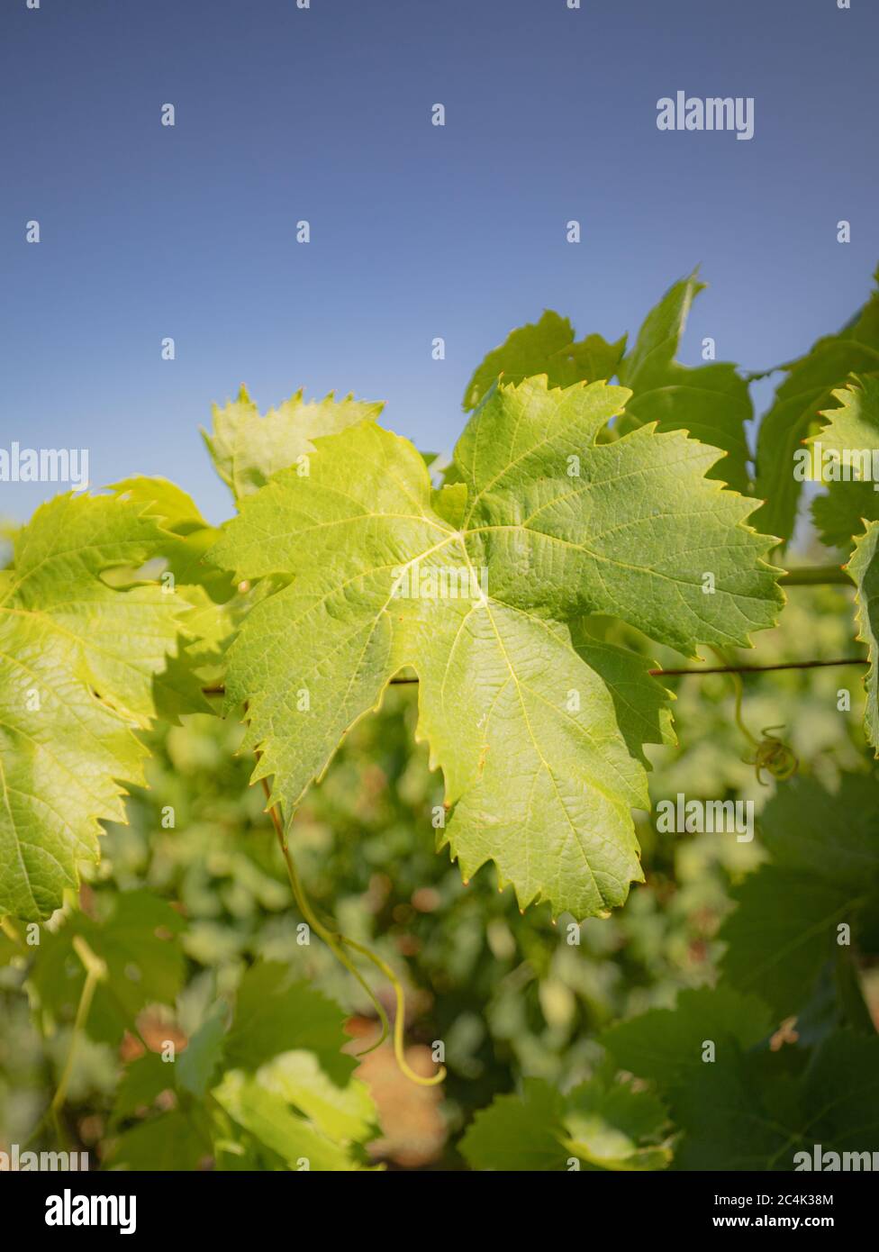 Carignano branch hi-res stock photography and images - Alamy