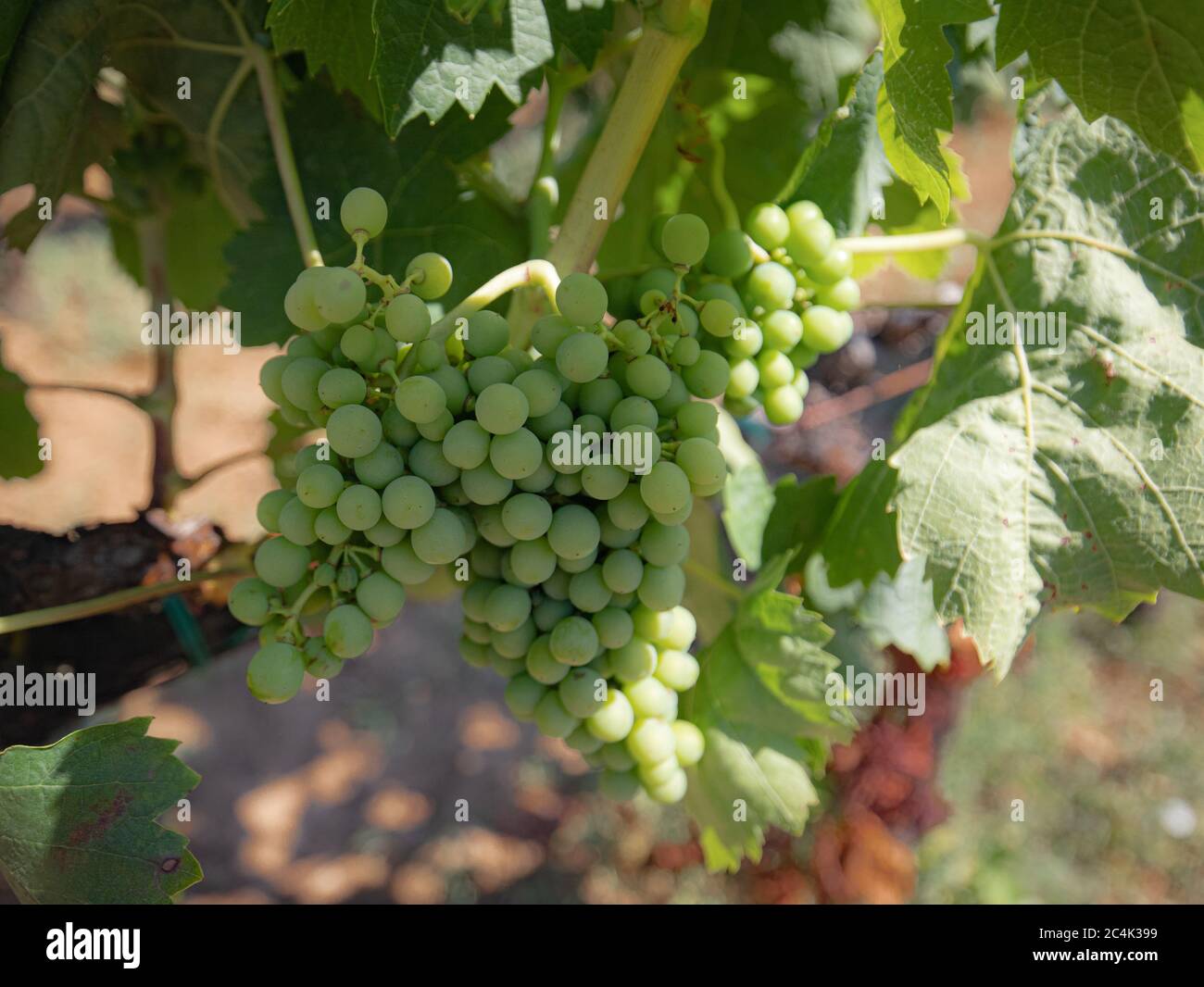 the vine plants of the vineyards of carignano in the south of sardinia ...