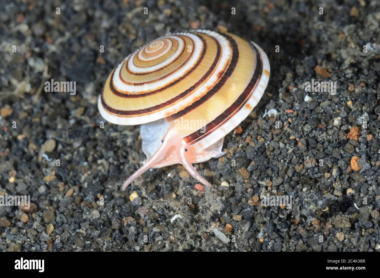 Clear sundial, Architectonica perspectiva, Lembeh Strait, North ...