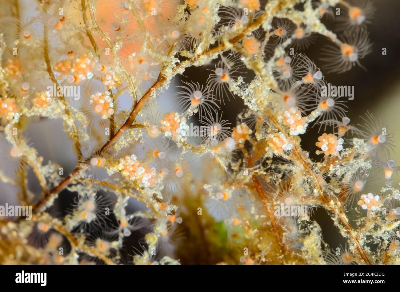 Budding hydroid polyps, Eudendrium sp., Lembeh Strait, North Sulawesi ...