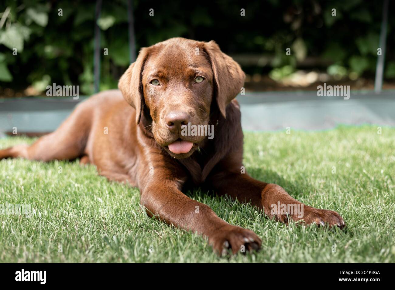 Labrador lawn hi-res stock photography and images - Alamy