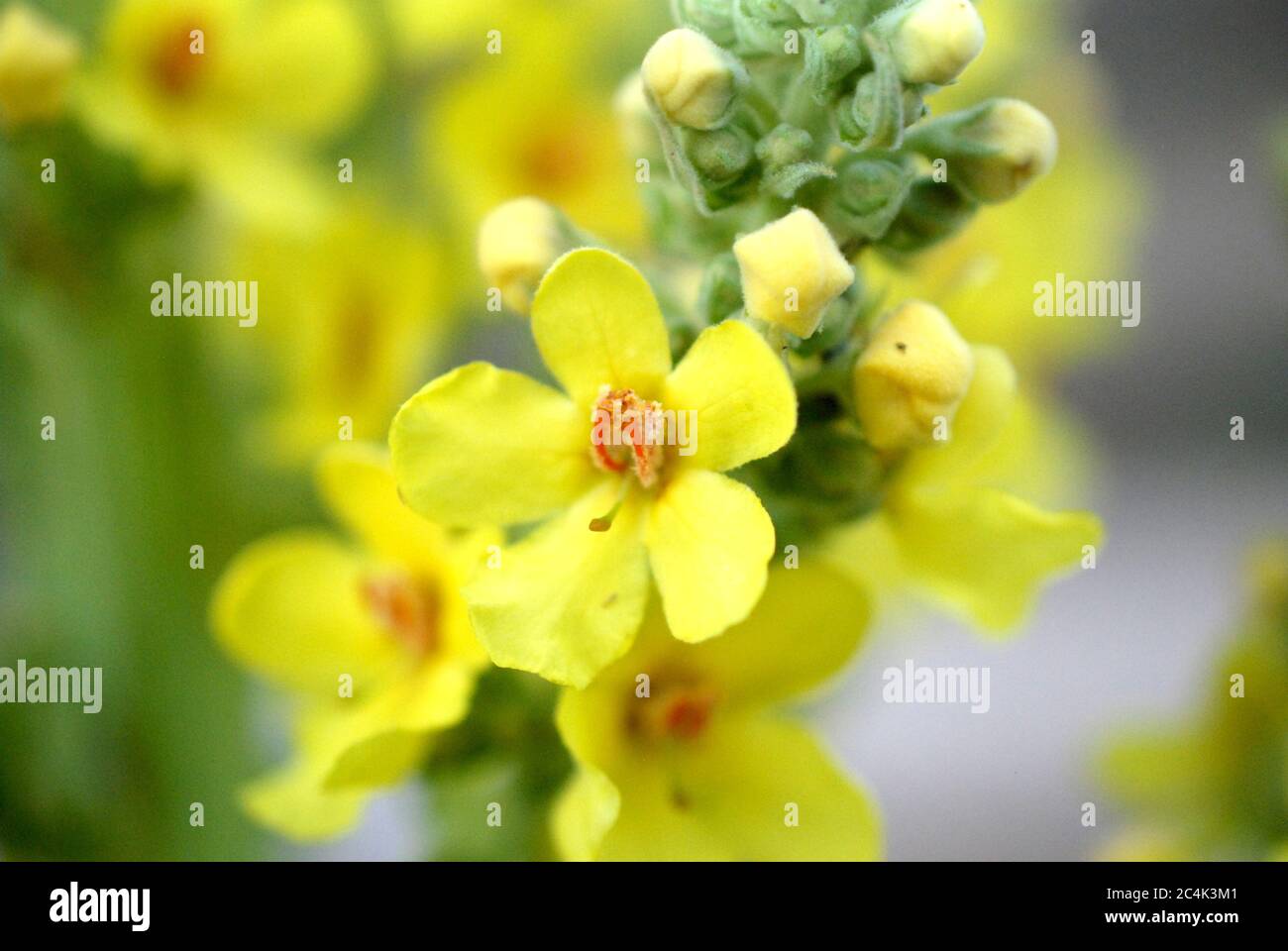 Black mullein or Dark mullein Verbascum nigrum inflorescence in natural ...