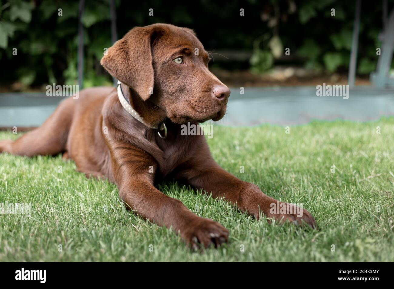 Brown Labrado on the lawn. A rare labrador Stock Photo - Alamy
