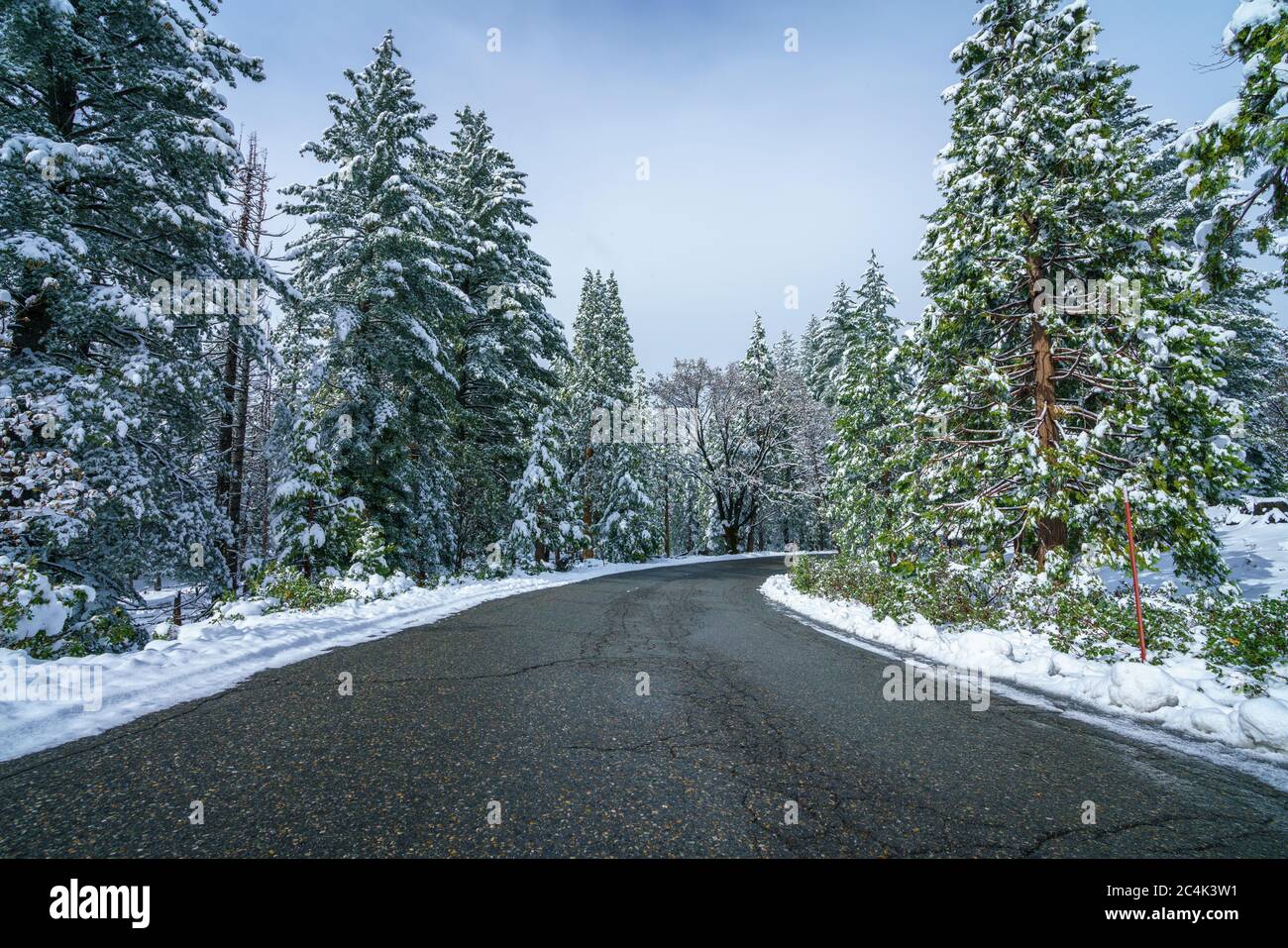 White fir trees yosemite national park hi-res stock photography and ...